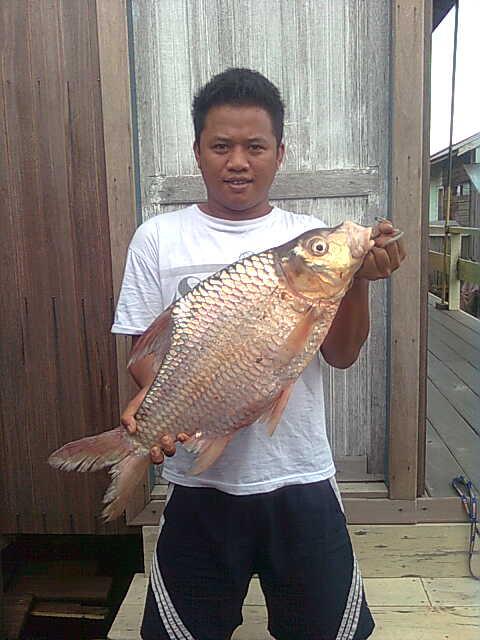 Repang / Pahat (Ostheocillus repang)