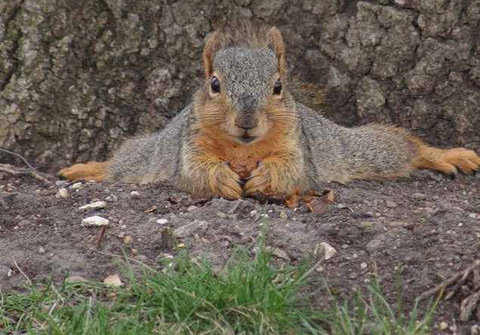 IMÁGENES Y FOTOS DE ANIMALES: Ardillas