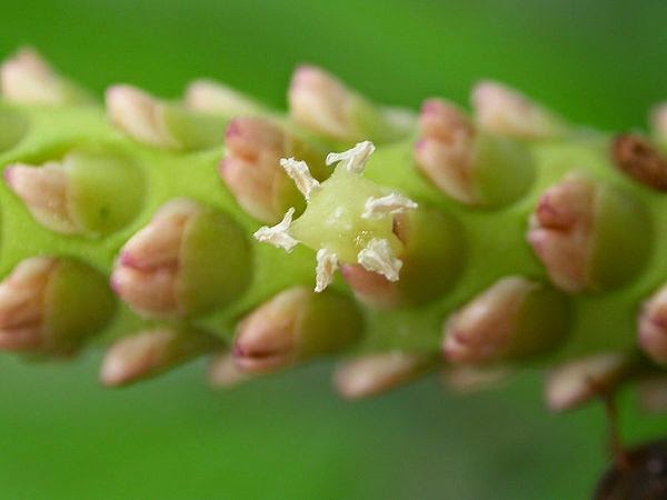 Flora de Puerto Rico Ilustrada Papo Vives: ARECACEAE CALYPTRONOMA ...