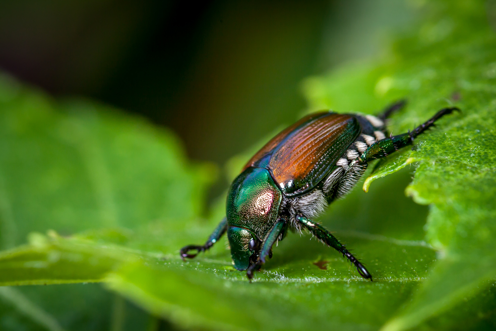 The Japanese Beetle Invasion