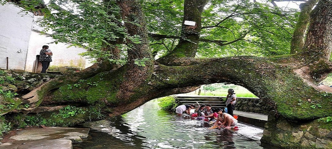 More than 1000 Travel Agents Across The World: One old tree bridge ...