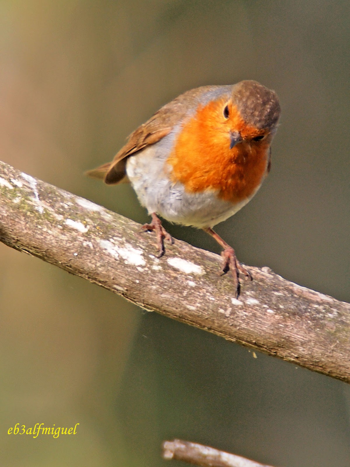MIS AMIGAS LAS AVES: La curiosidad del petirrojo (Erithacus rubecula)