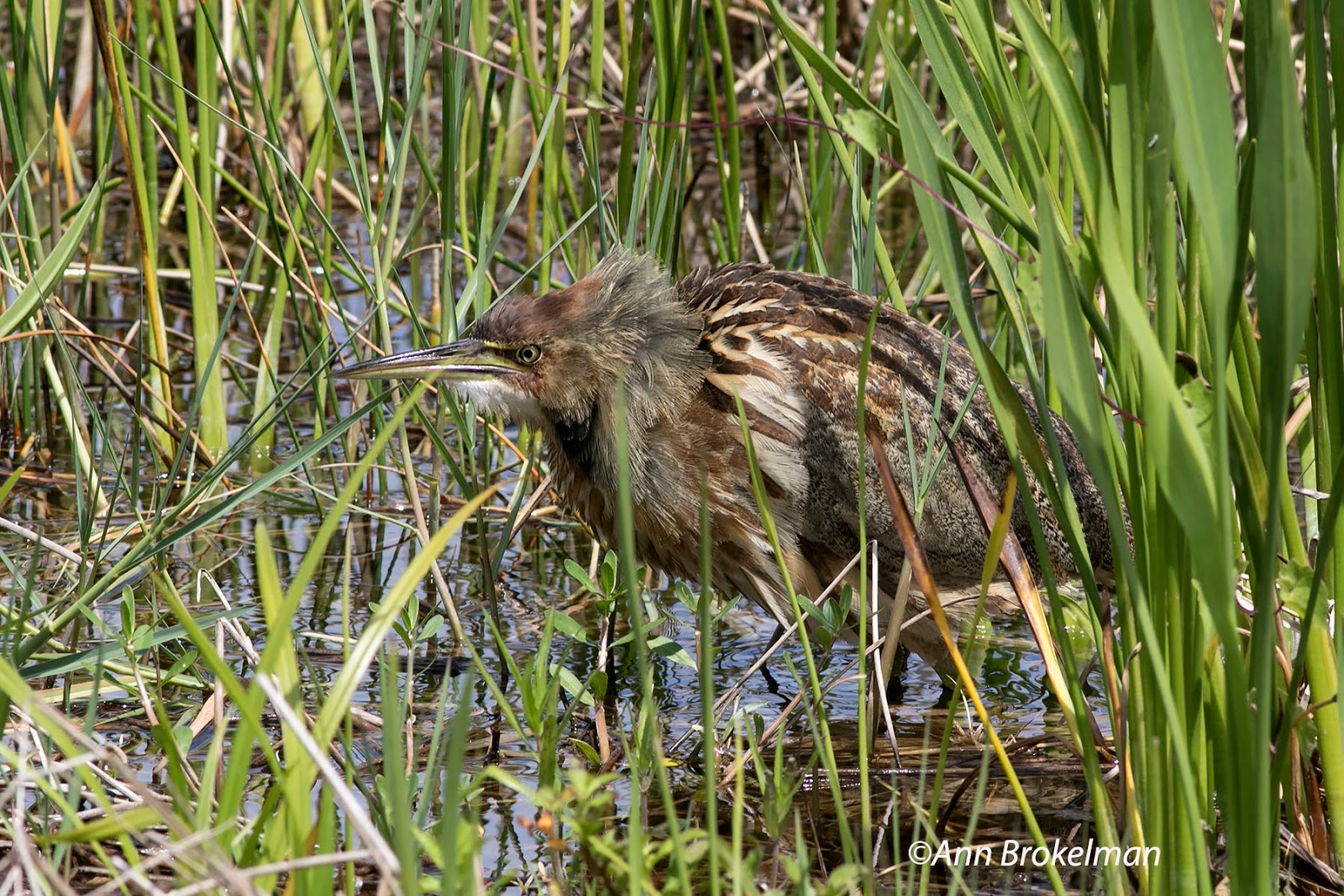 Ann Brokelman Photography: American Bittern in florida 2017