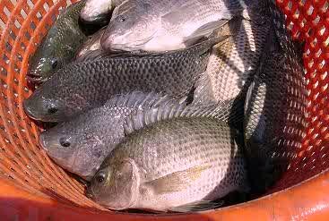 Tilapia Broodstock Selection