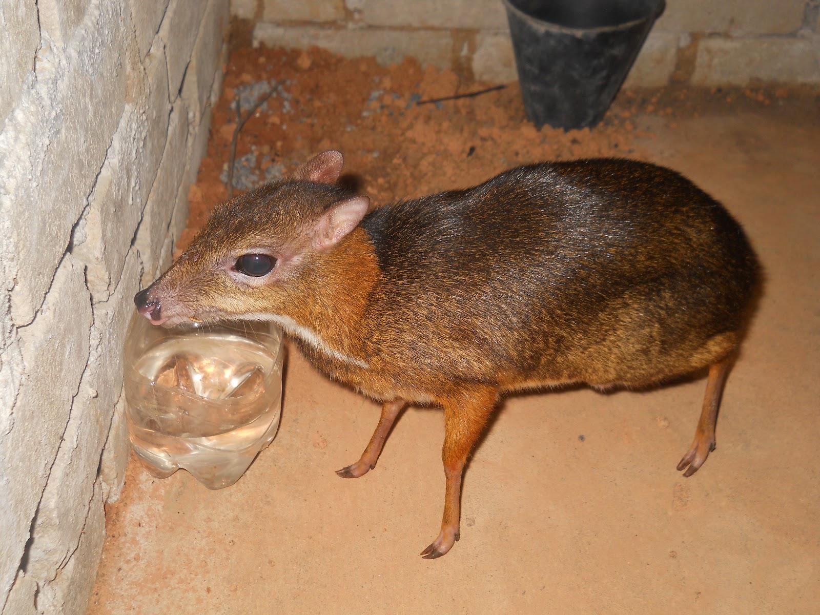 Umiey & Abiey : sungai...&.....si napoH