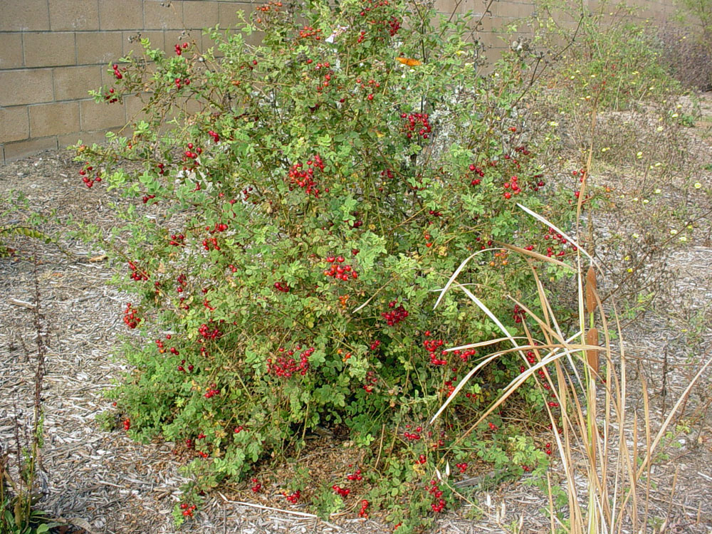 Mother Nature's Backyard - A Water-wise Garden: Plant of the Month ...