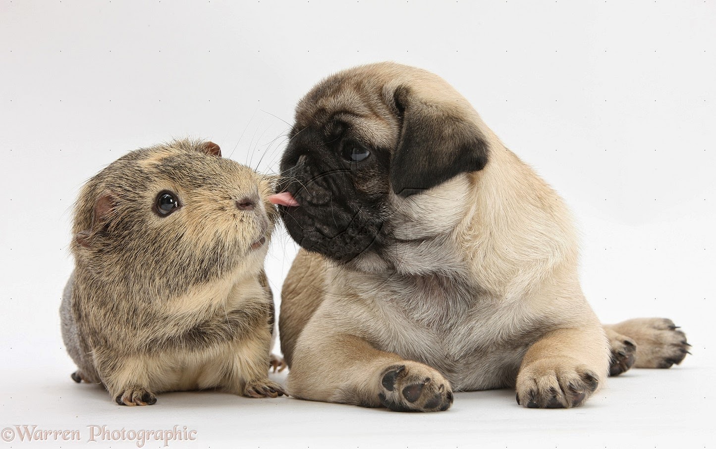 Rules of the Jungle: Pug puppies