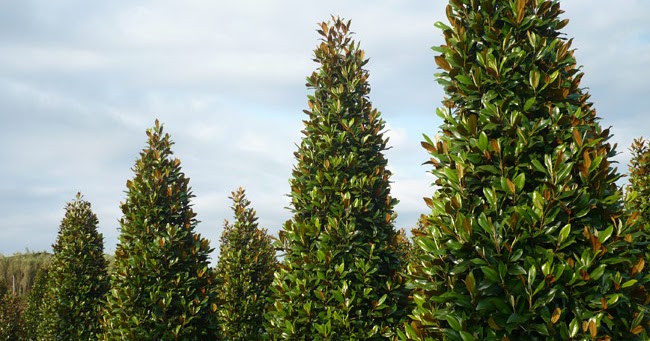 ARTE Y JARDINERÍA : MAGNOLIO. Magnolia grandiflora