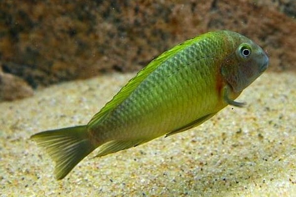 Tropheus'um: Tropheus Pictures-Tropheus Resimleri
