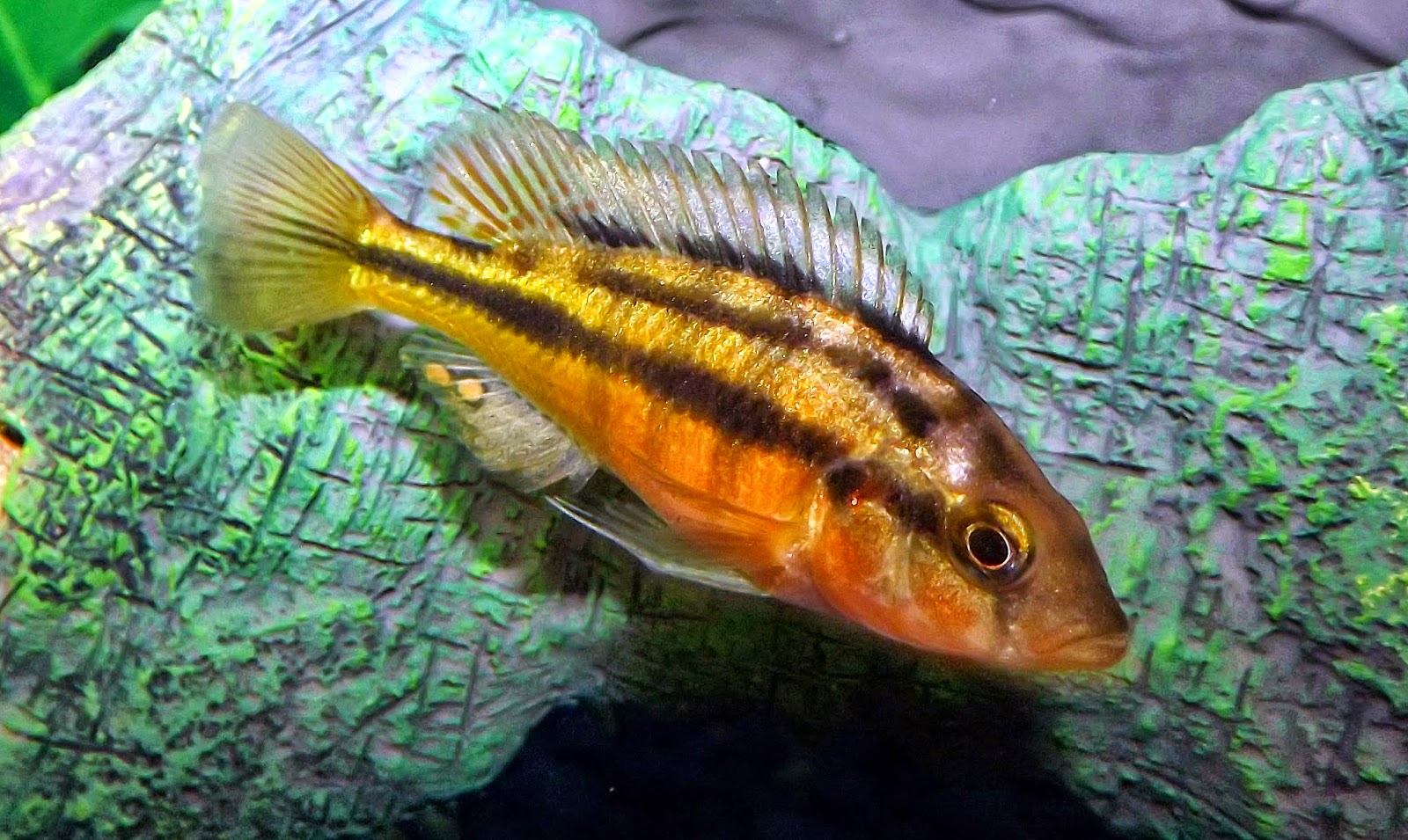 KRIBENSIS FISH photos - wallpapers | the fun bank