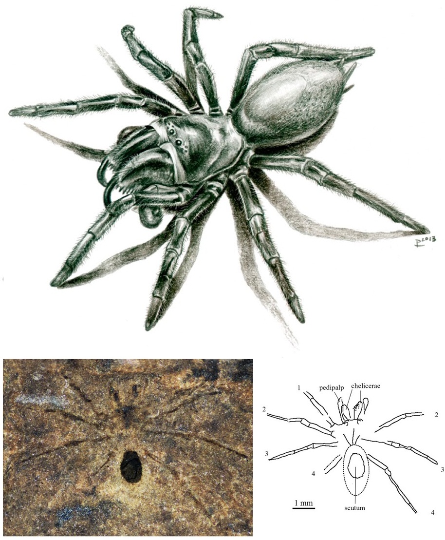 Species New to Science: [Arachnology • 2013] Friularachne rigoi • A ...