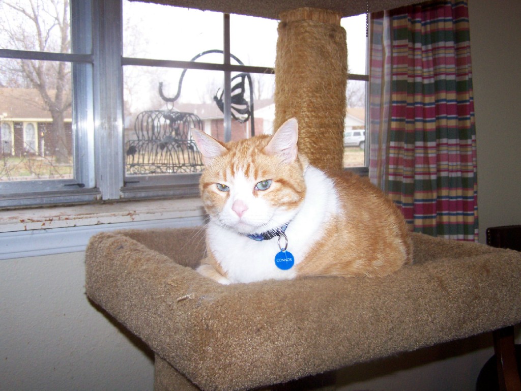 Diabetic Cats In Need Connor In Home With His New Family diabetic-cats-in-need-connor-in-home-with-his-new-family