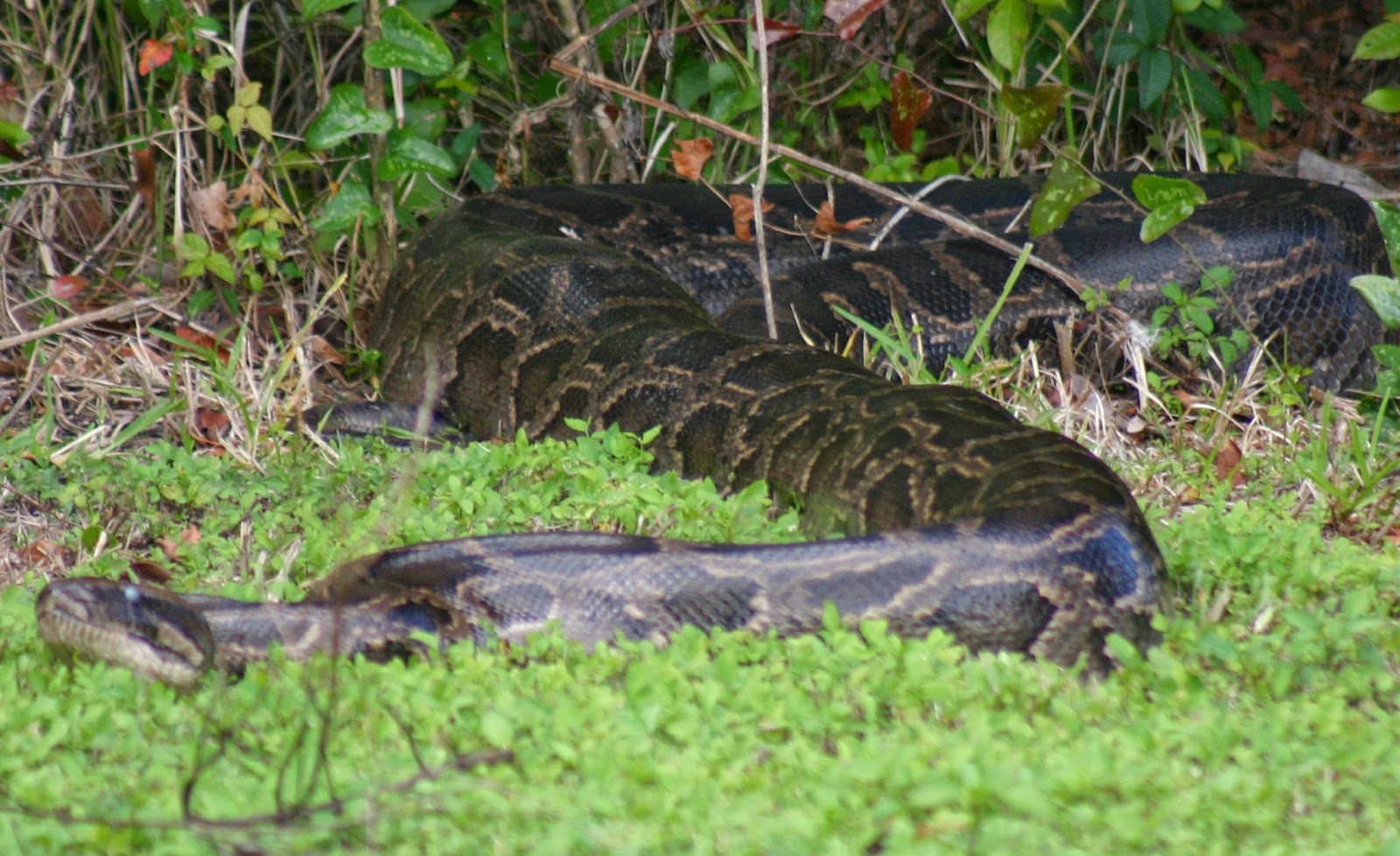 Everglades Volunteer Program Assessing Risks To Humans From Invasive Burmese Pythons In