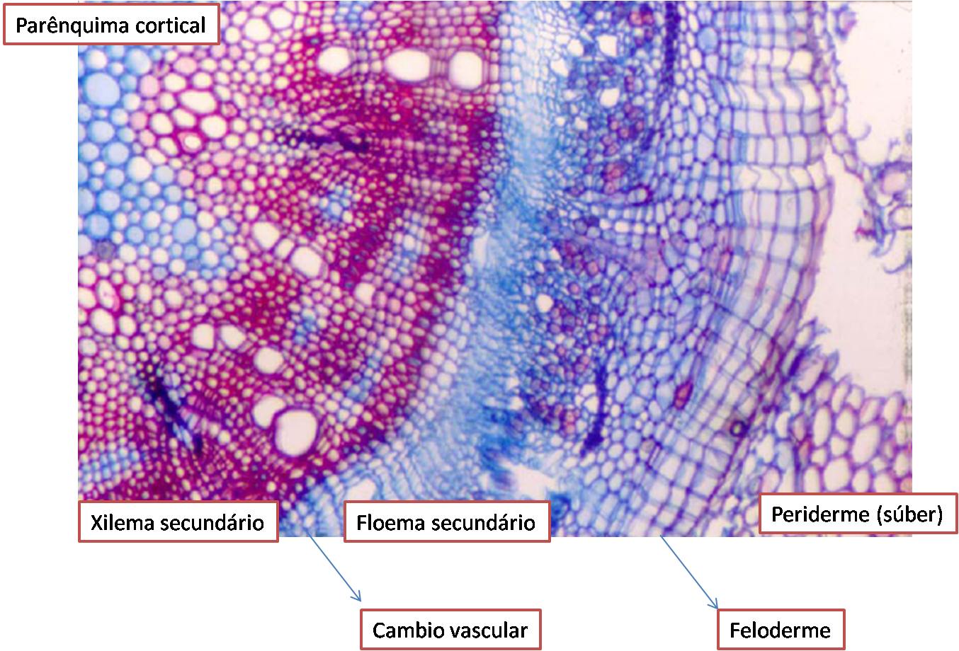 Asteraceae: Junho 2015