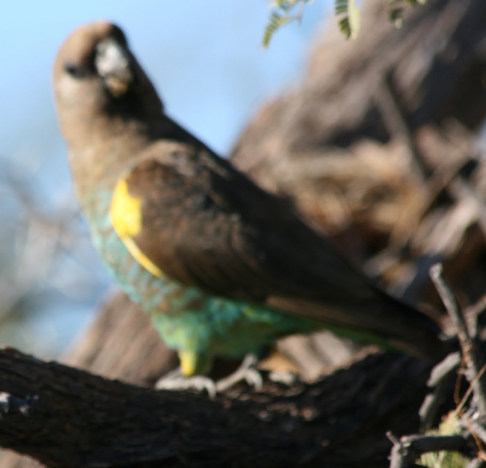 Return to Africa: Okavango Delta, Botswana