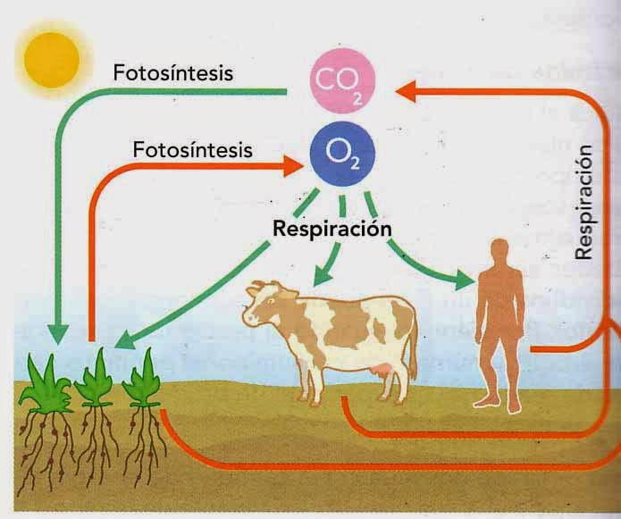 EL PROFE LÓPEZ: CICLOS BIOGEOQUÍMICOS