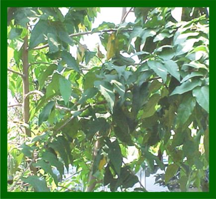 15+ Jati Belanda Tanaman