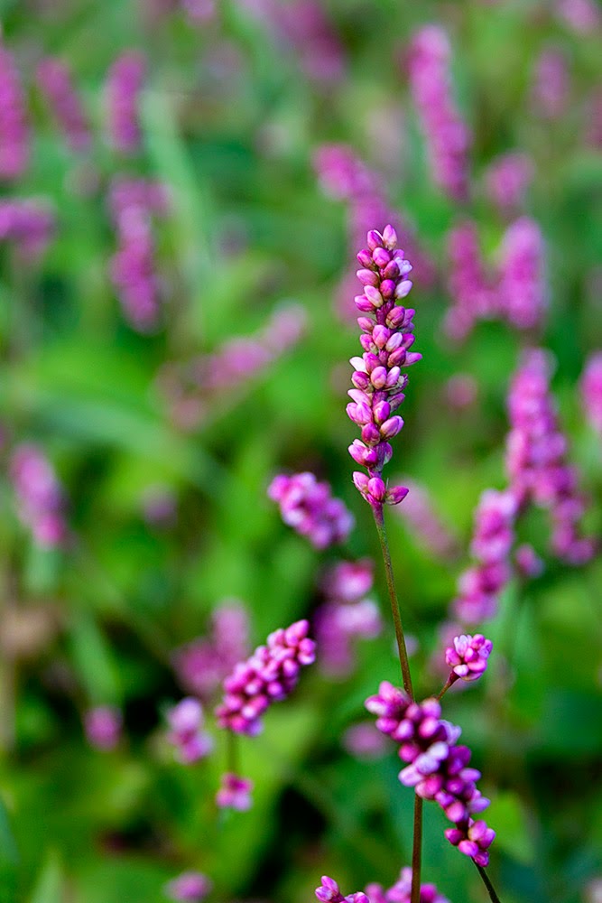 Rurification | Robin Edmundson: Smartweed