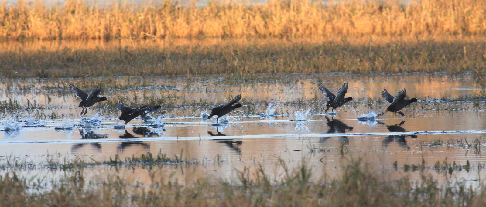 andrew bulmer photography: Wheldrake Ings & North Duffield Carrs