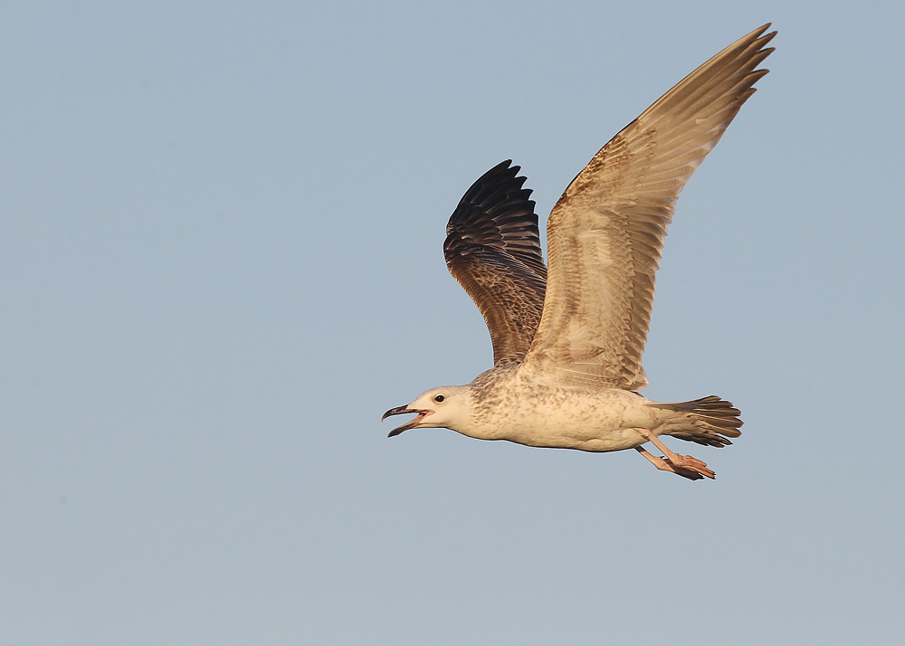 Richard Smith - Birdwatching Days Out: CASPIAN GULL, 1st winter ...