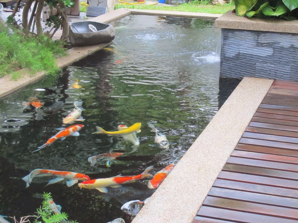 Best Minimalist Modern Fish Pond Design Ideas 2014 Ideas Picture Photo ...