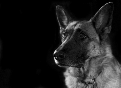 Redefining the Face Of Beauty : BEAUTIFUL PHOTOGRAPHY, FEATURING DOGS ...