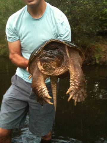onward, westward: Common Snapping Turtle family photo