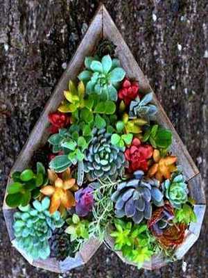 How To Grow and Care For Succulents