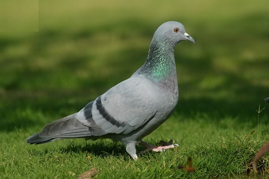 Rock Dove Bird (kabutar) Pics HD Wallpapers