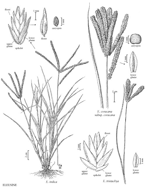 The Tired Mama-ph: Goosegrass/Paragis- 10 Potential Health Benefits ...