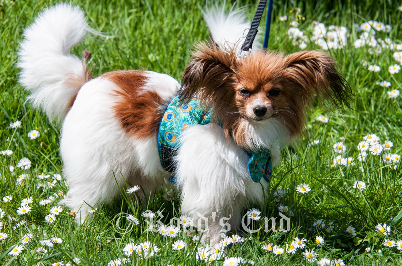 Road's End Papillons : Harnesses for Papillons