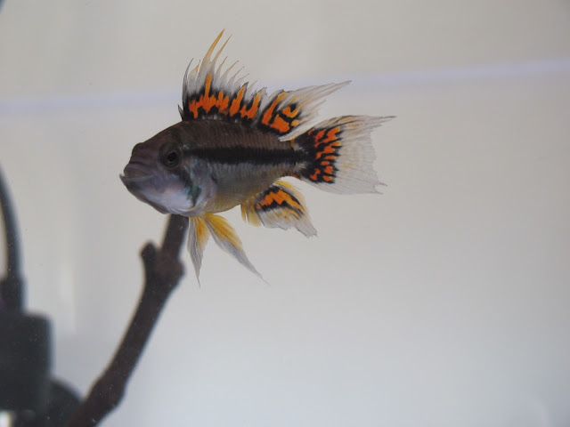 Ciclídeos Anões: Meus Apistos