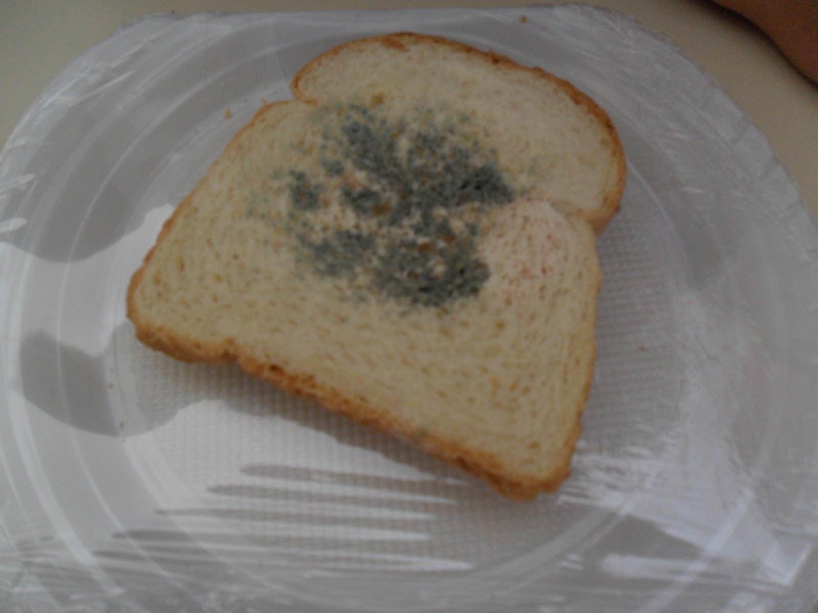 Escola Municipal Jandira da Silva: EXPERIÊNCIA COM O BOLOR