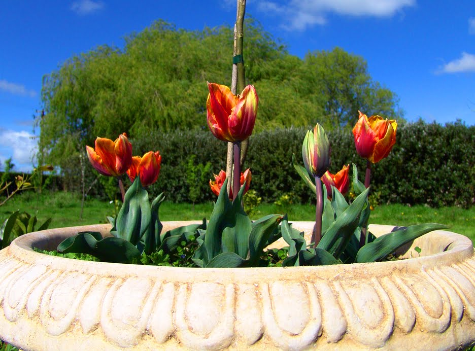 Willowbrook Park: The Gardens