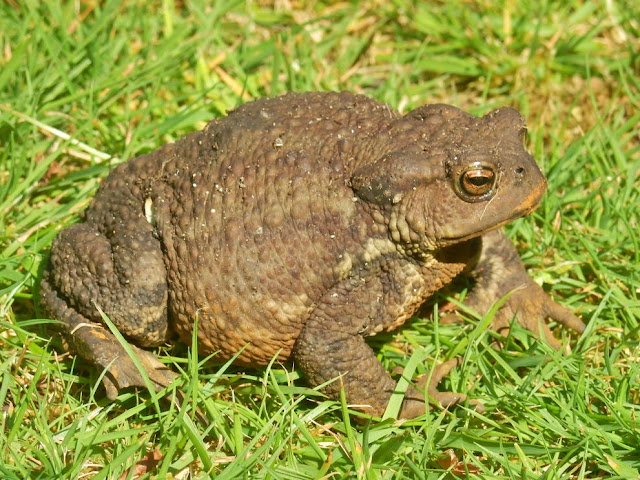 Mike's Cornwall: The Story of the Toad, the Squirrel and the Slow Worm