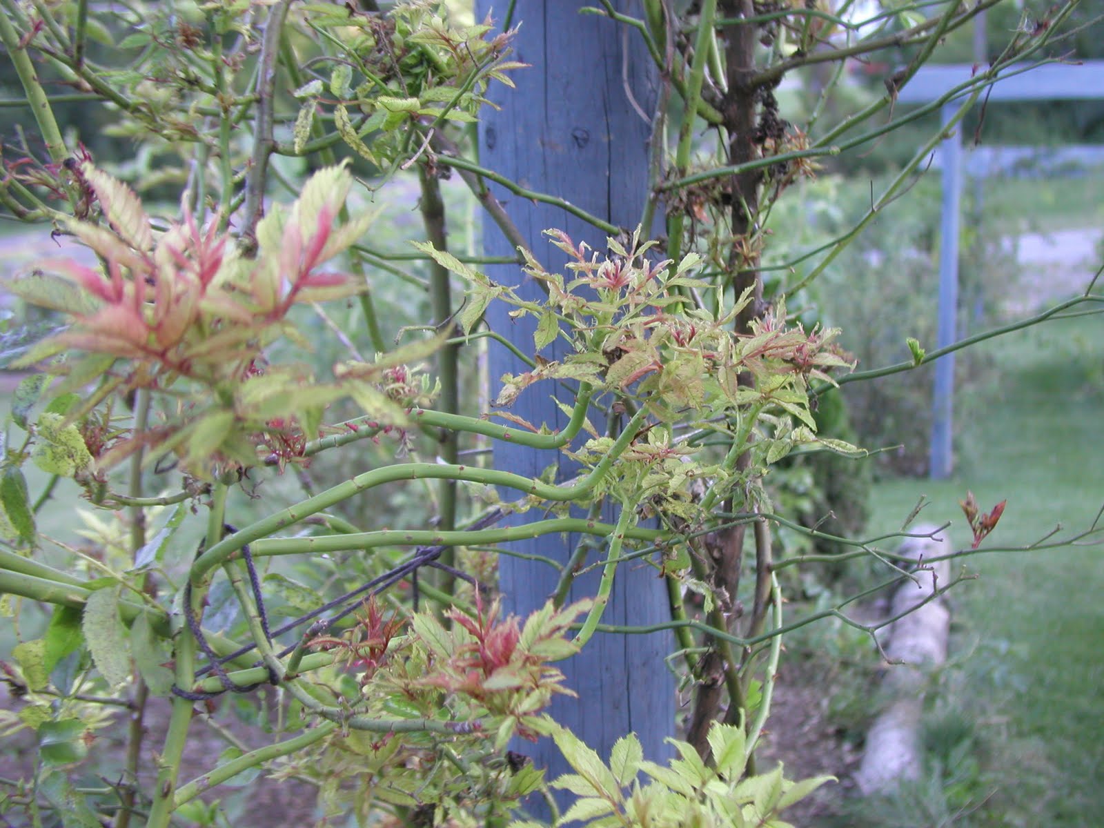 Thorny Issues: Rose Rosette Disease