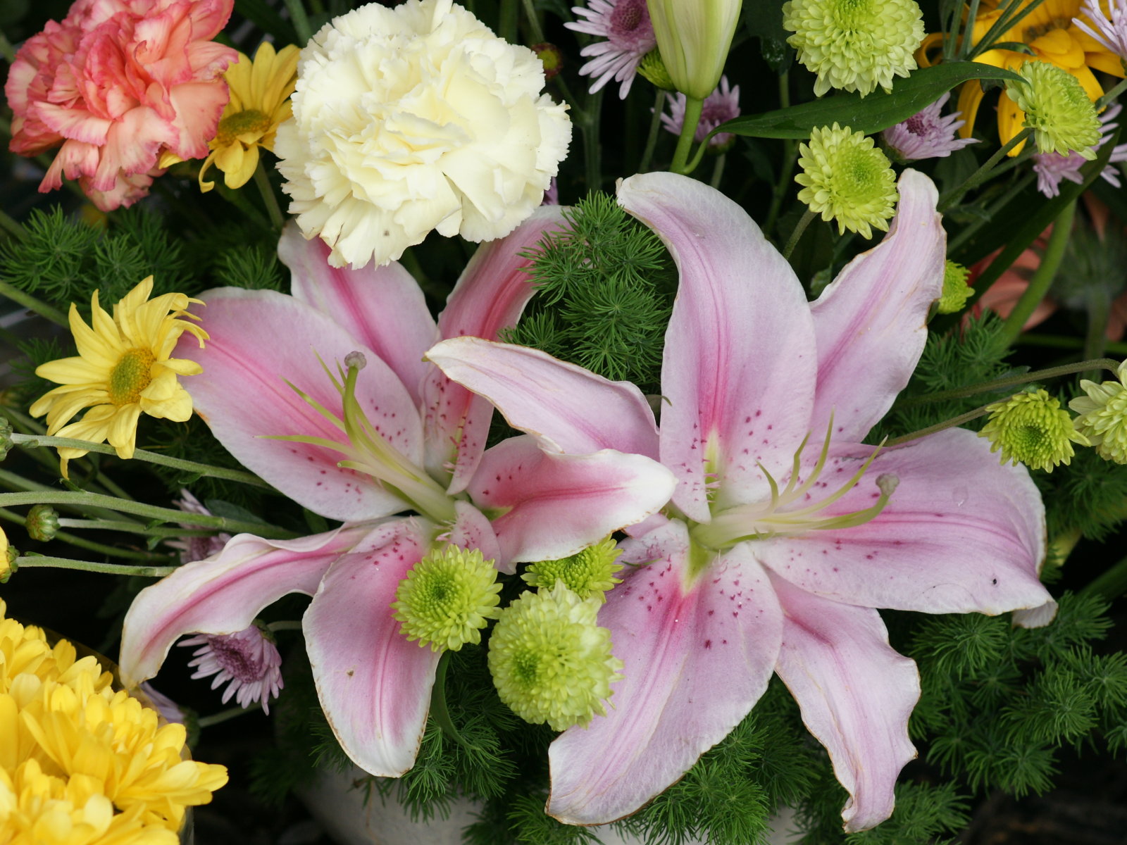Bollywood Cellebrity: Lily flower wallpaper|Free download Lily flower ... Bollywood Cellebrity: Lily flower wallpaper|Free download Lily flower ...