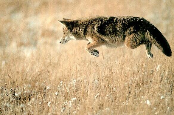 funny absurd: coyote