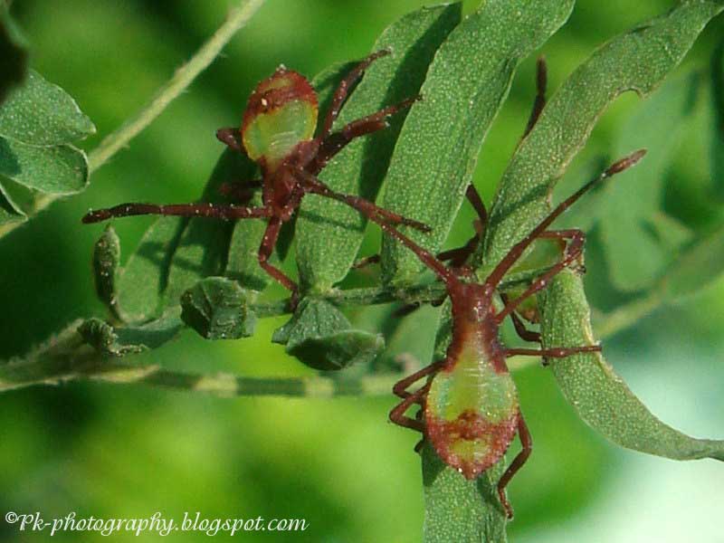 Box Bug-Gonocerus acuteangulatus | Nature, Cultural, and Travel ...
