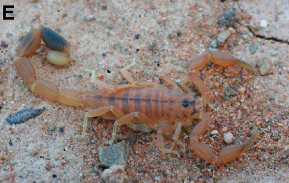 The Scorpion Files Newsblog: A new species of Uroplectes from South Africa