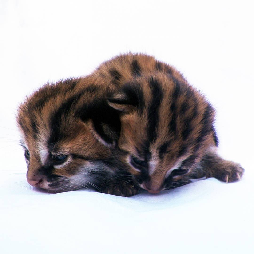 Our encounter with wild Visayan Leopard Cat or “maral” - BLOG