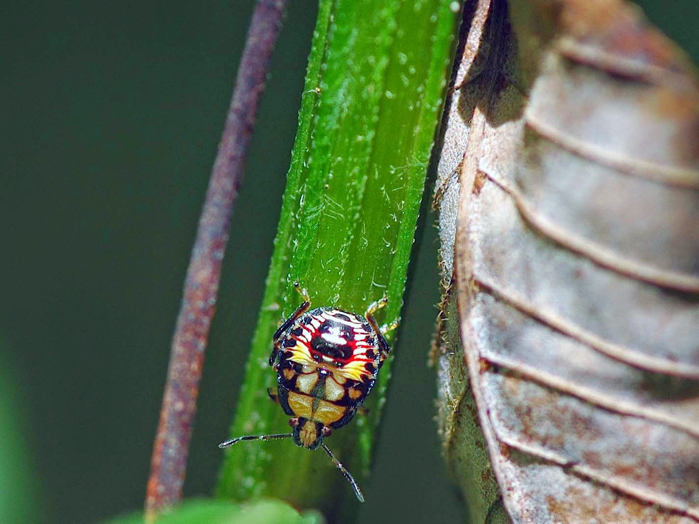 Field Biology in Southeastern Ohio: A Fall Insect Walk (and more ...