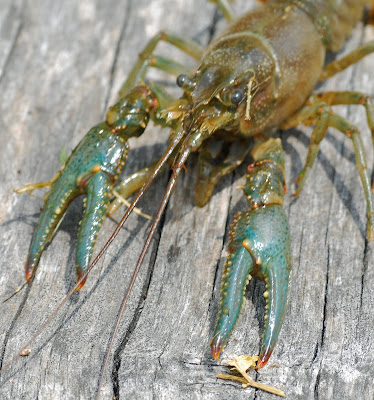 MObugs: Northern Crawdad