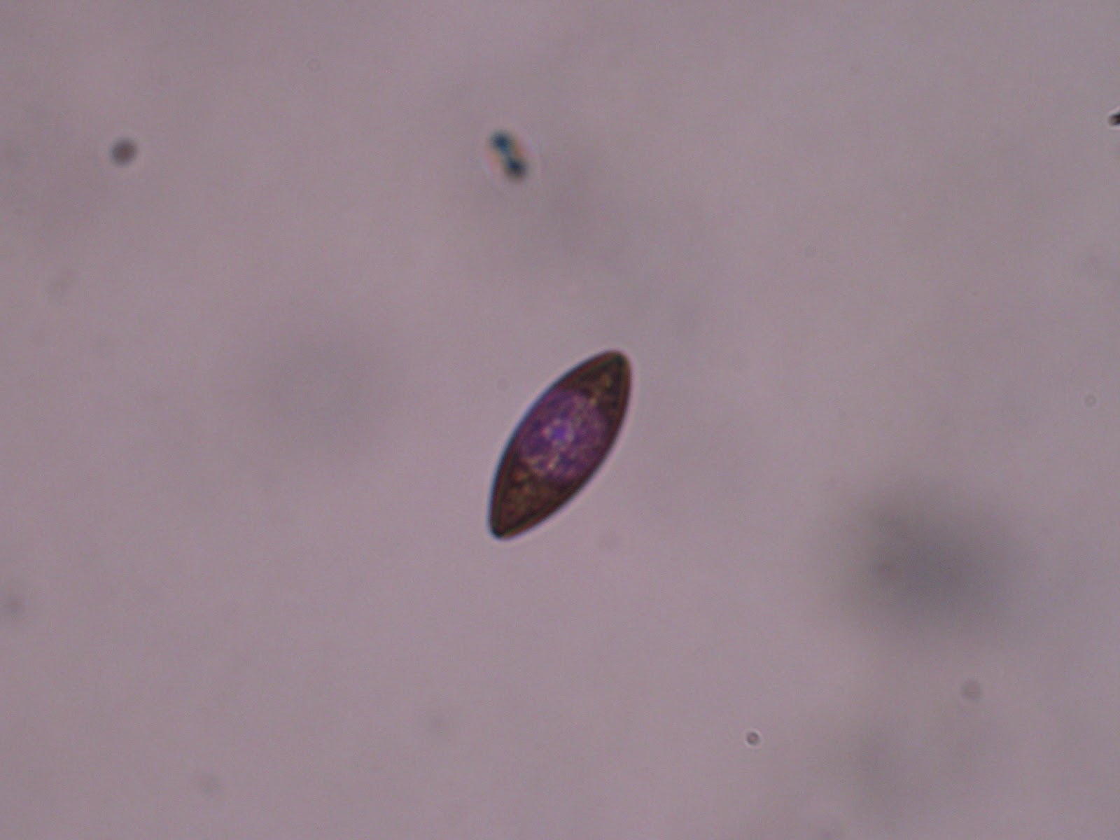 Charity Owings' PLPA 631 Blog: Lab 4