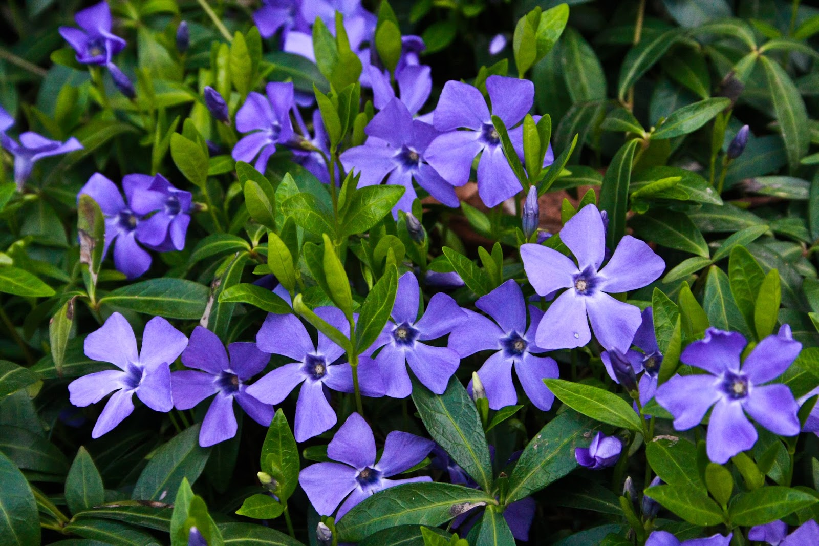 Sfaturi Utile: Saschiul