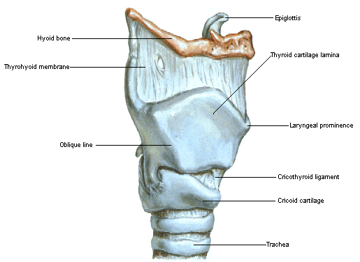 .: Medicina Islamica :.: Anatomi Larynx (Laring)