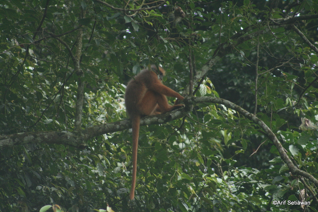Simpai Kincai : Cerita dari dataran tinggi Kerinci