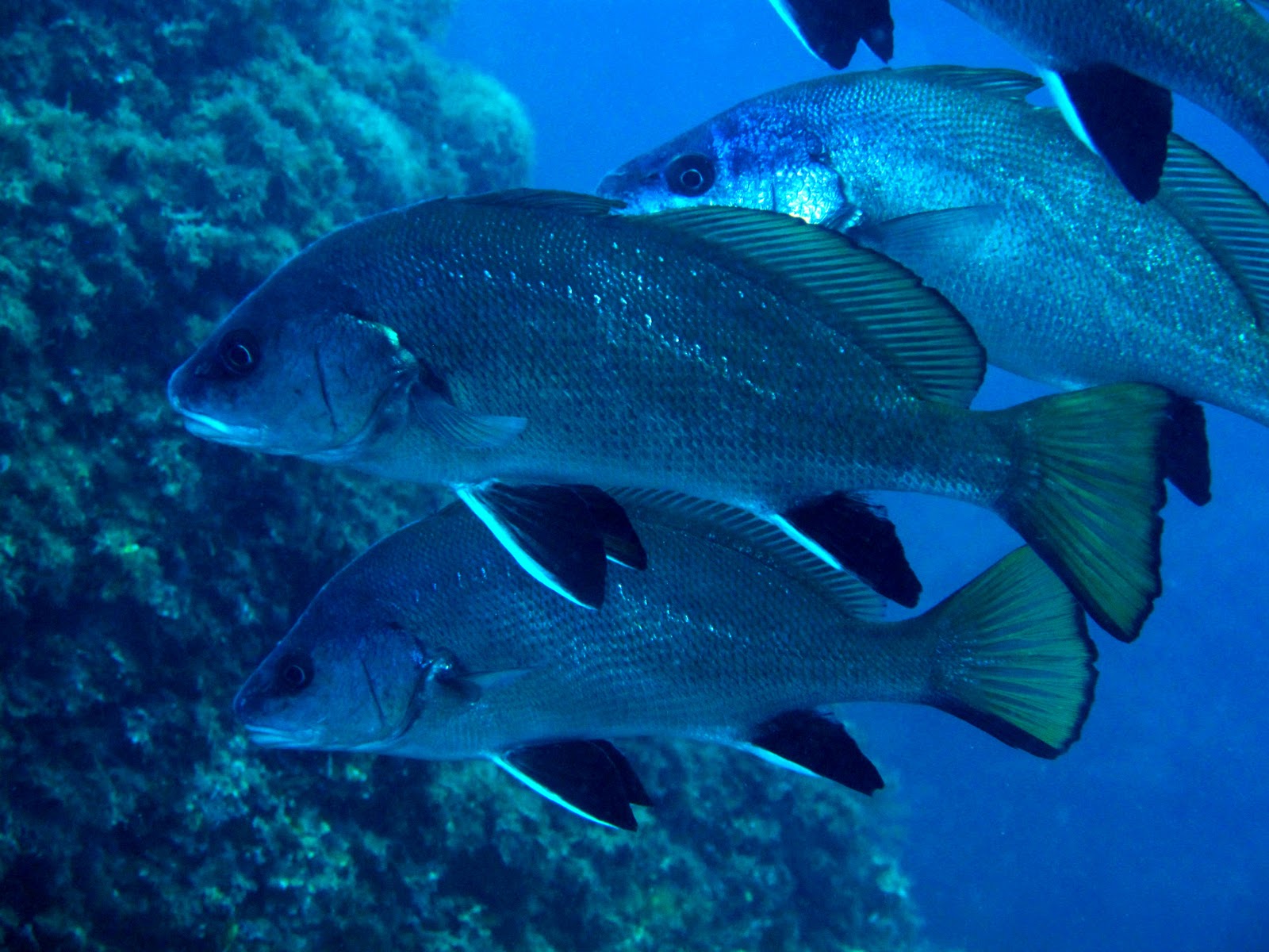 Iluminación Profunda: Corvallo, Brown Meagre (Sciaena Umbra)