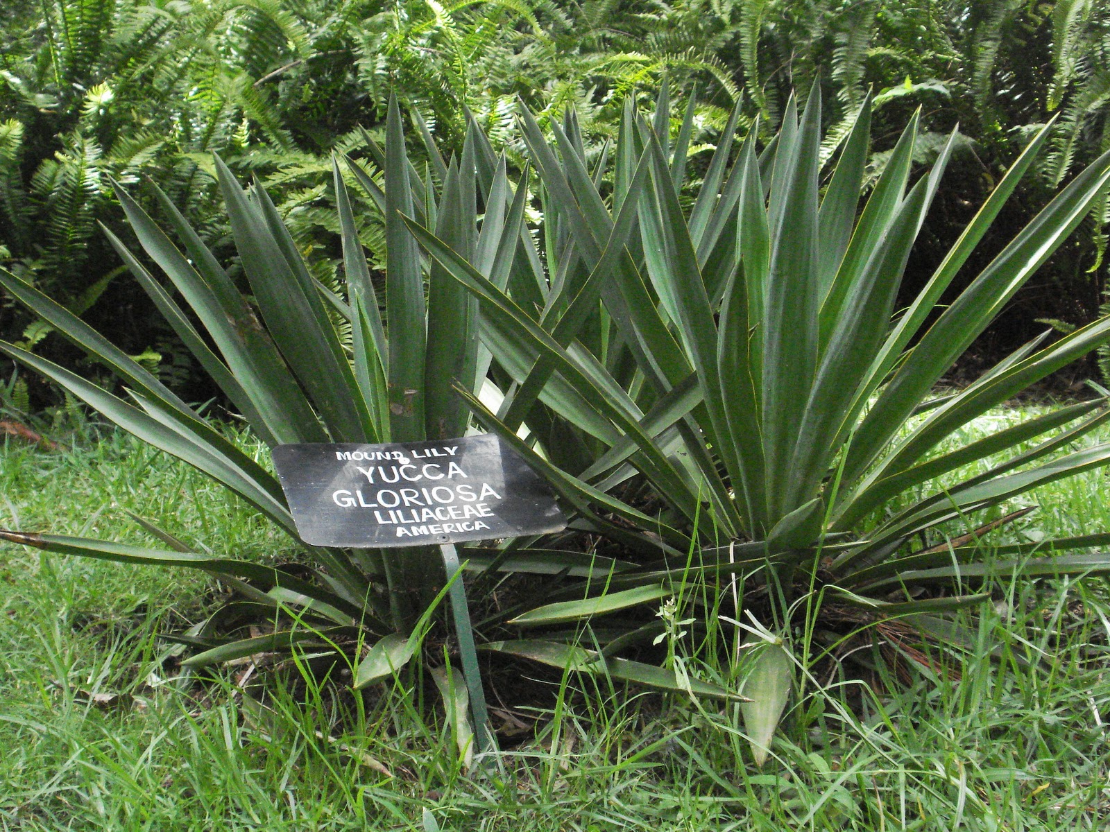 DK CELLULER,RIKILLAGASKADA: jute-trees