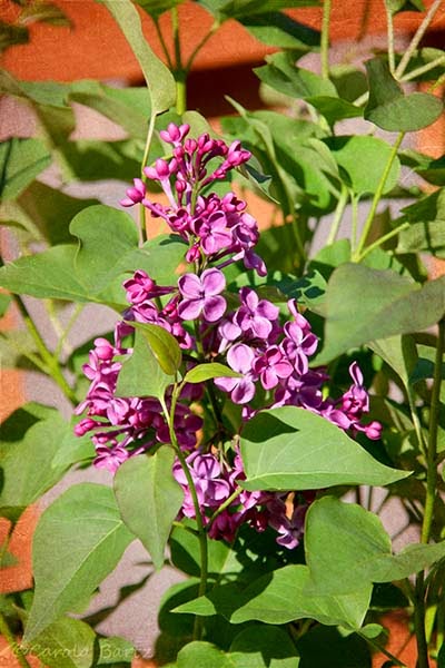 carola bARTz: Memories of French Lilac